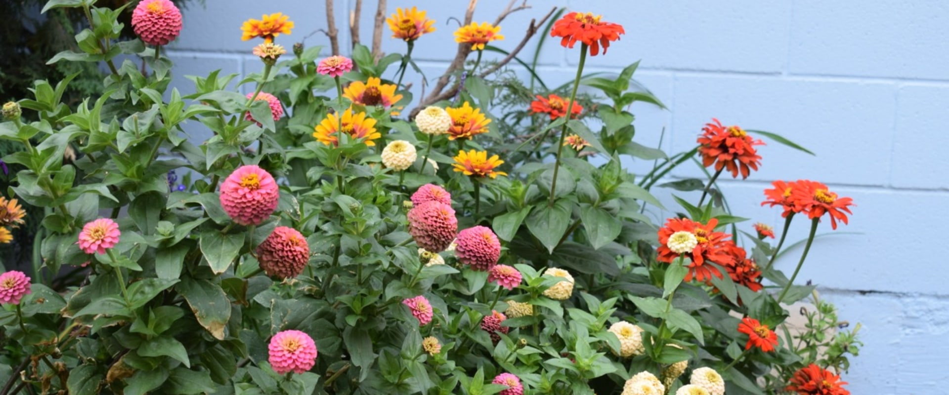 What are the five stages in gardening?